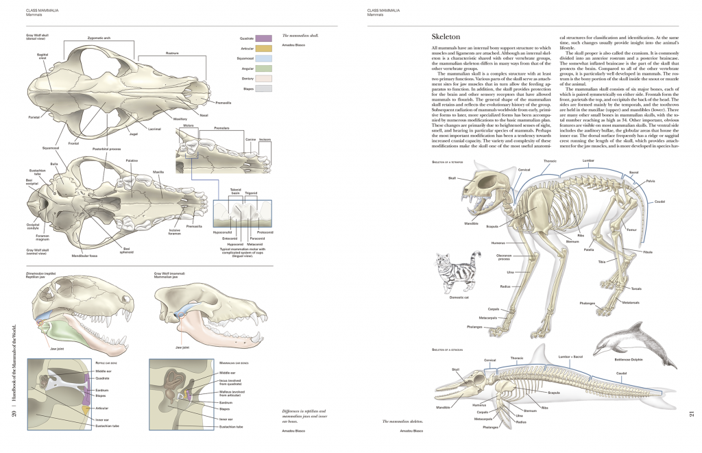 Handbook of the Mammals of the World - Volume 1 - Lynx Nature Books
