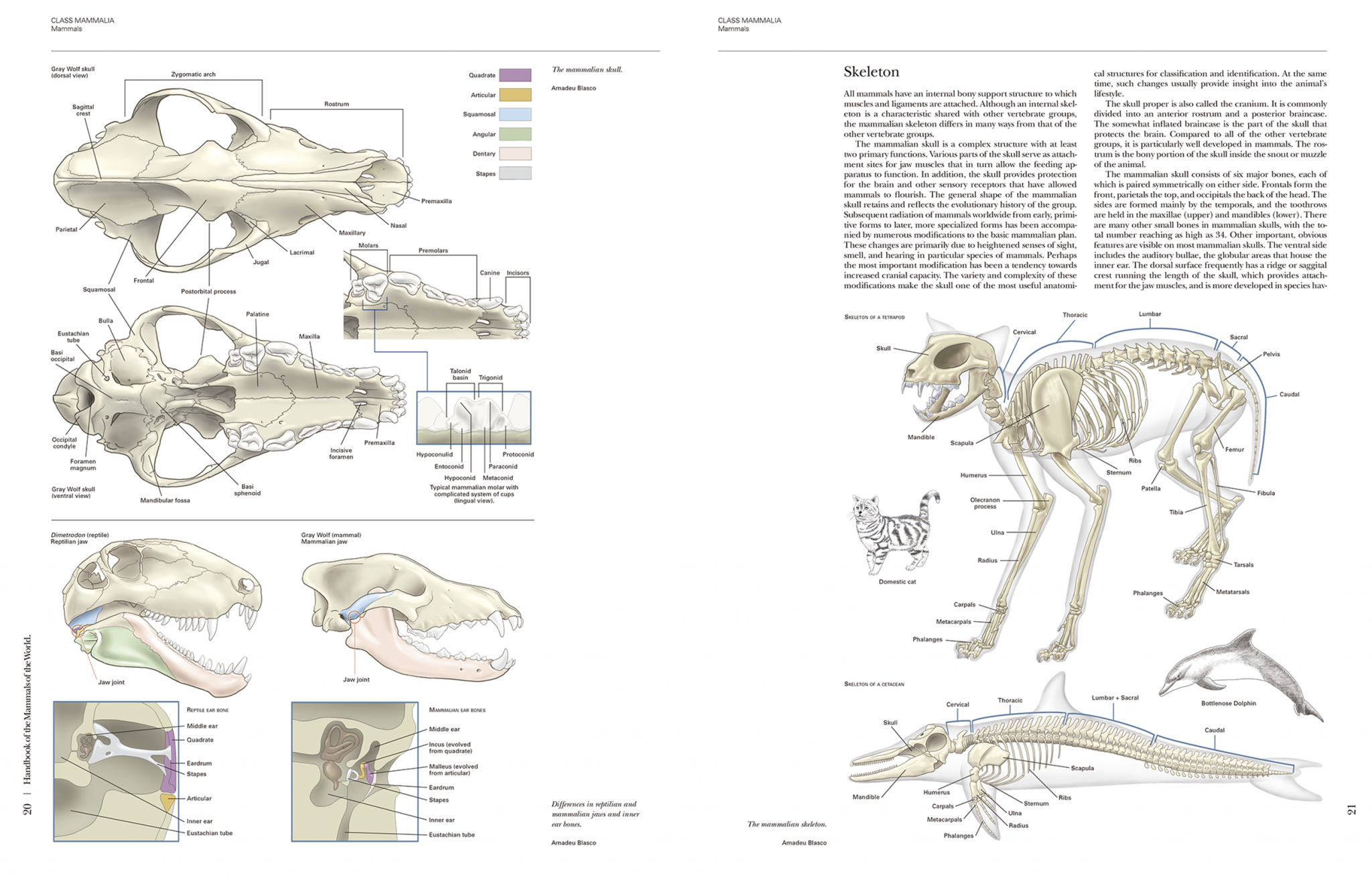 Handbook of the Mammals of the World - Volume 1 - Lynx Nature Books