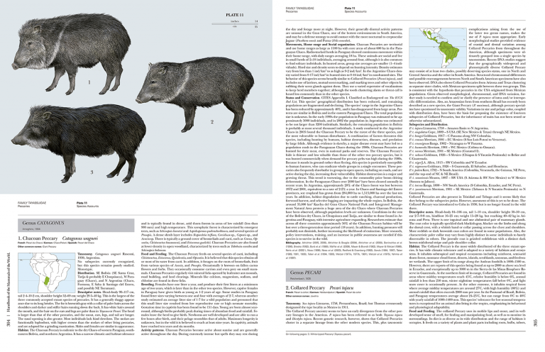Handbook of the Mammals of the World - Volume 2 - Lynx Nature Books
