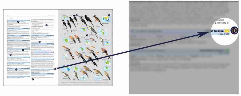 HBW and BirdLife International Illustrated Checklist of the Birds of ...