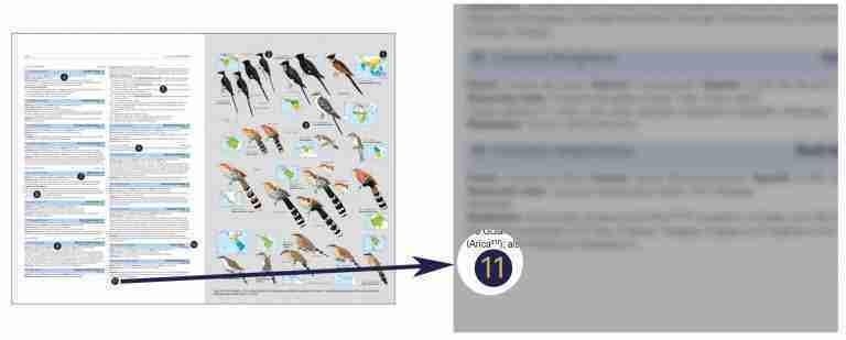 HBW and BirdLife International Illustrated Checklist of the Birds of ...