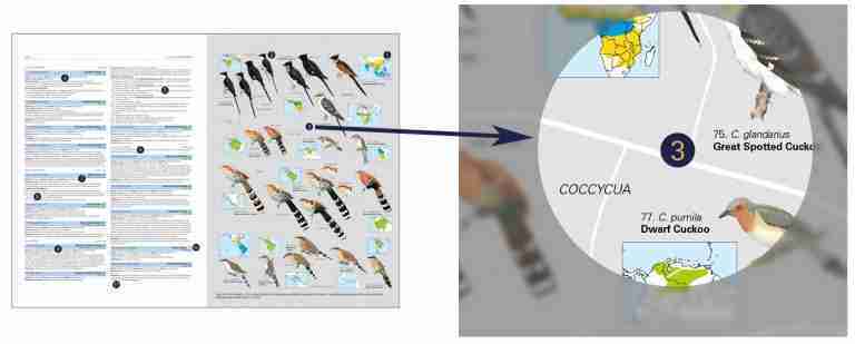 HBW and BirdLife International Illustrated Checklist of the Birds of ...