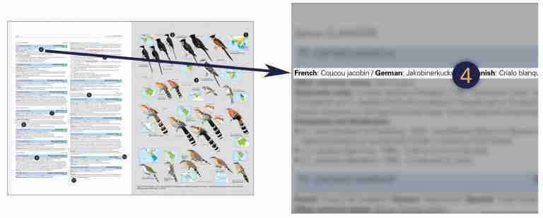 HBW and BirdLife International Illustrated Checklist of the Birds of ...