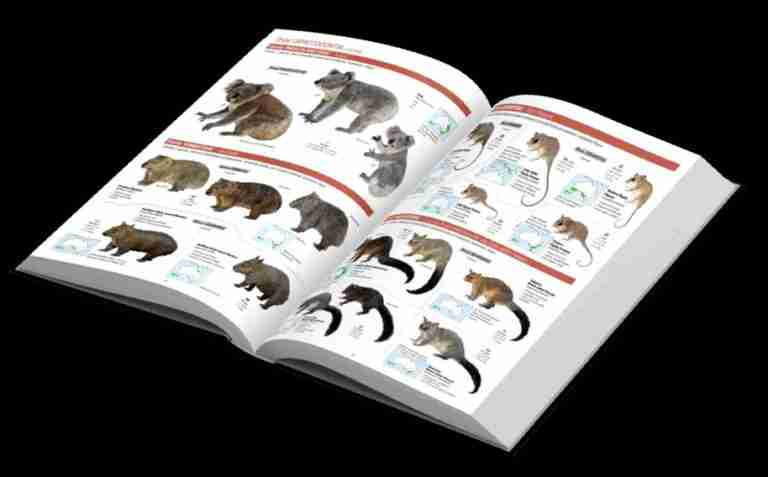 All the mammals of the world - Lynx Nature Books