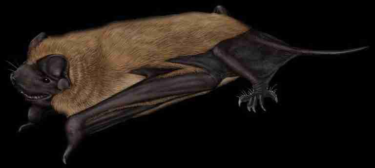 All the mammals of the world - Lynx Nature Books