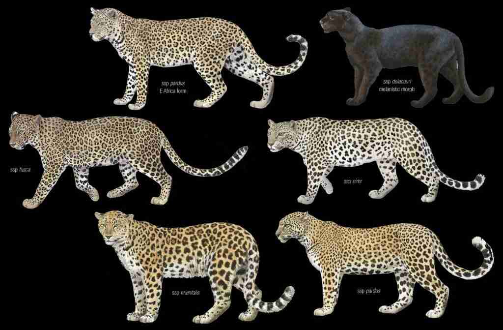 All the mammals of the world - Lynx Nature Books