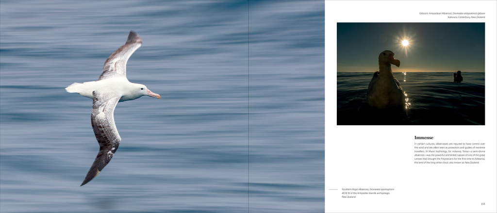 Portfolio 1 - Photographs and stories of extraordinary birds - Lynx ...