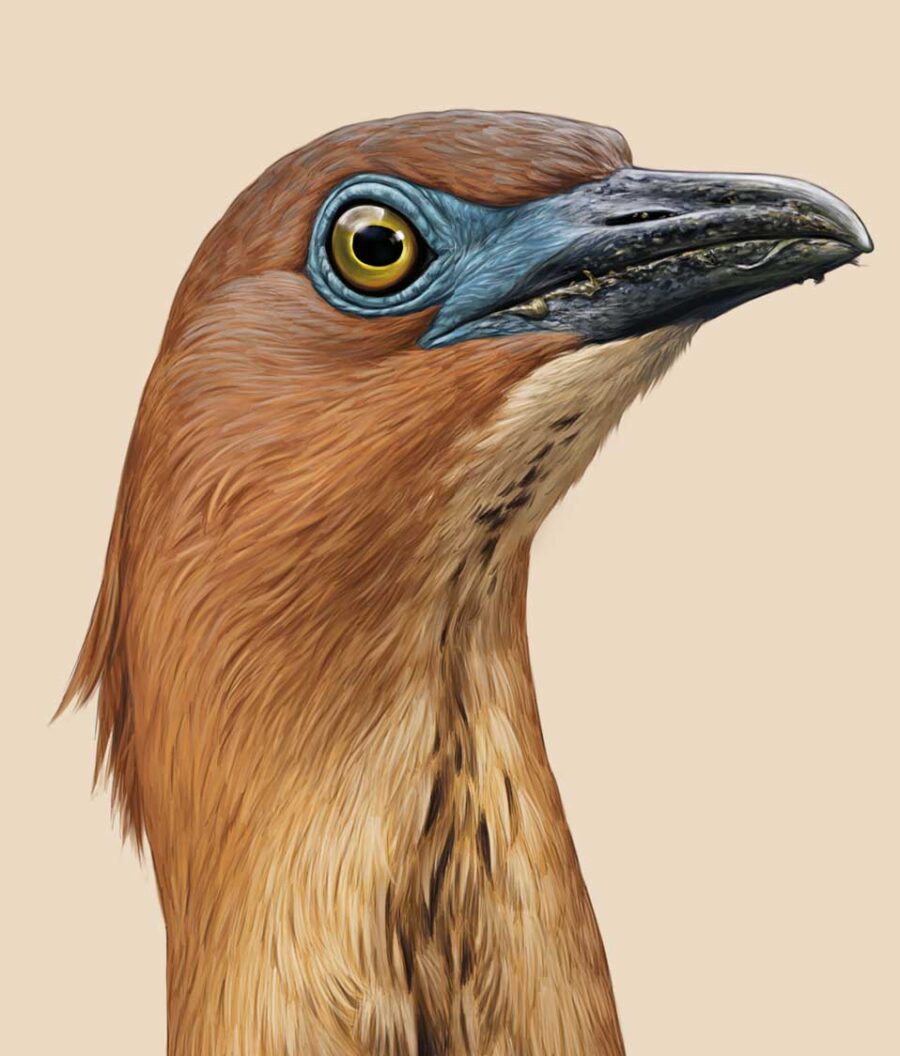 Birds of New Guinea (2nd Edition) - Lynx Nature Books