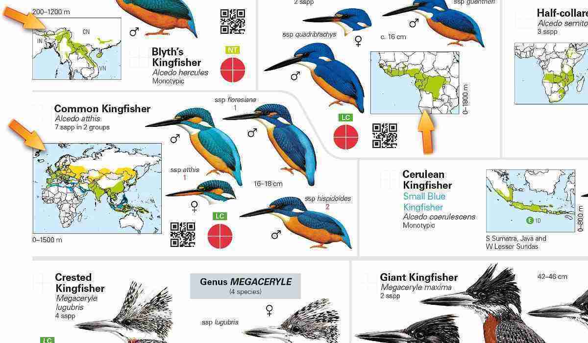 All the Birds of the World highlights - Lynx Nature Books