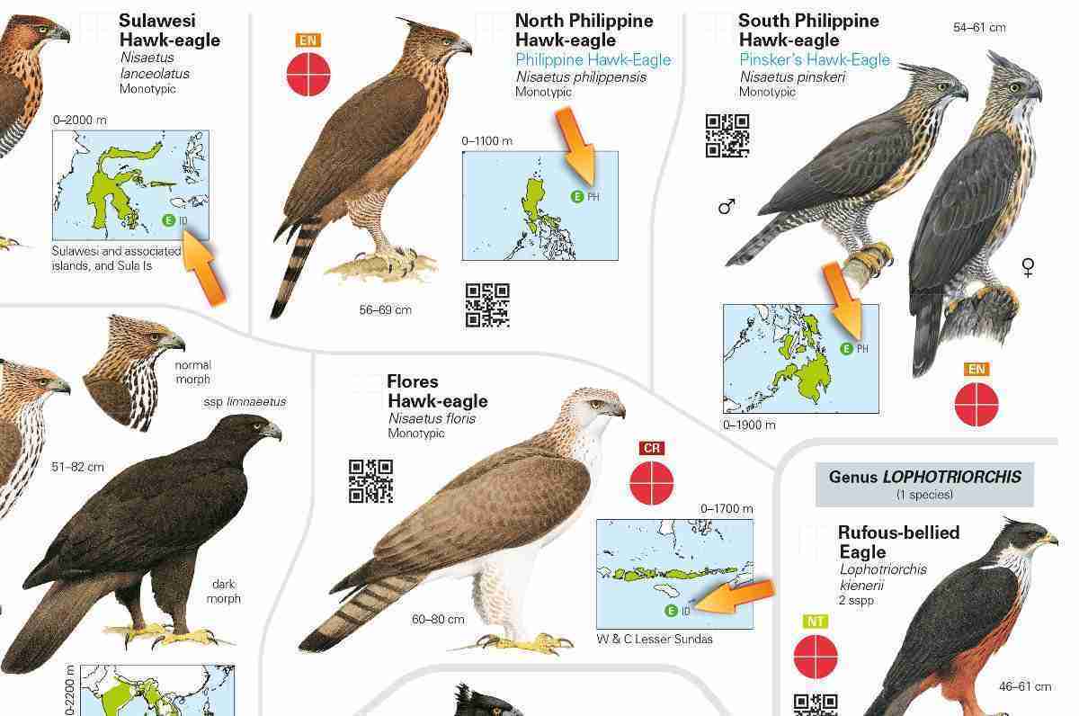 All the Birds of the World highlights - Lynx Nature Books