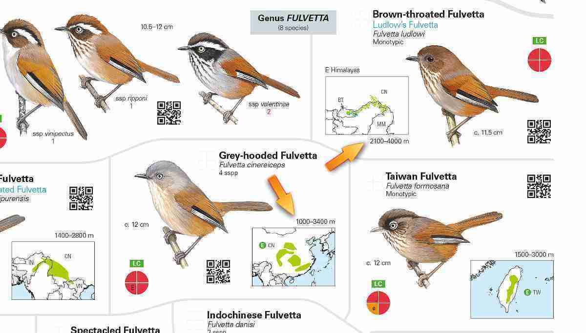 All the Birds of the World highlights - Lynx Nature Books
