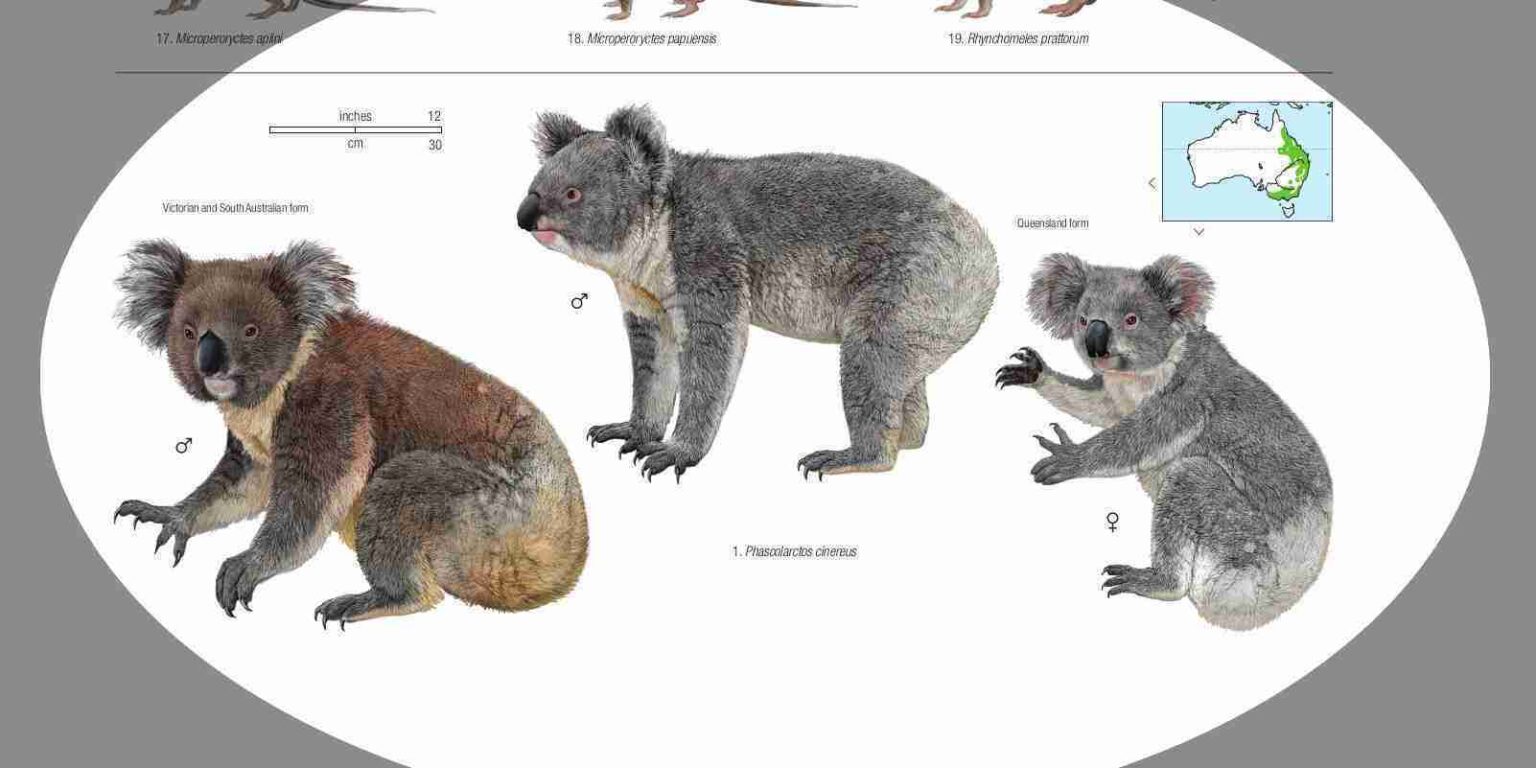 Illustrated Checklist of the Mammals of the World - Lynx Nature Books